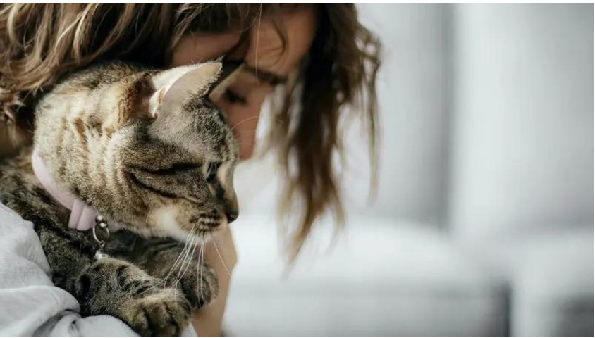 Sosial Kucing dan Interaksi Dengan Manusia ⋆ Khoiri.com